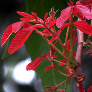 Buy Kusum Tree, Ceylon Oak - 0.5 kg Seeds online from Nurserylive at ...