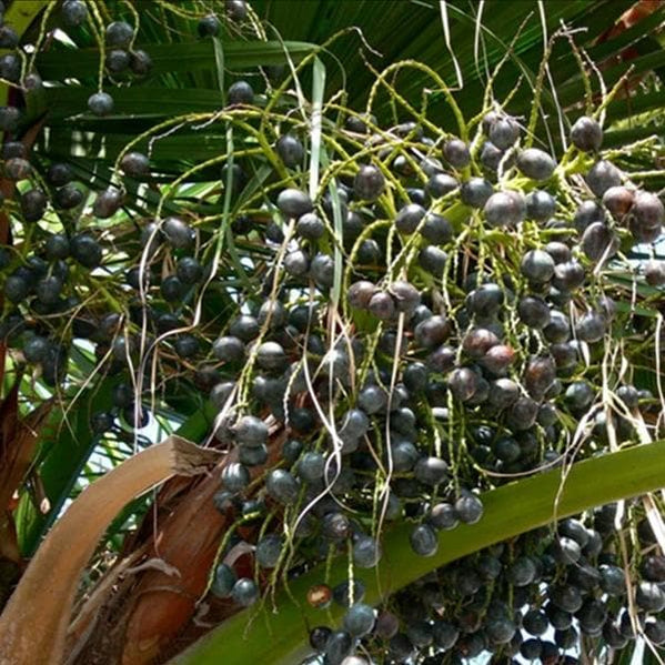 Buy Palm Seeds online from Nurserylive at lowest price.