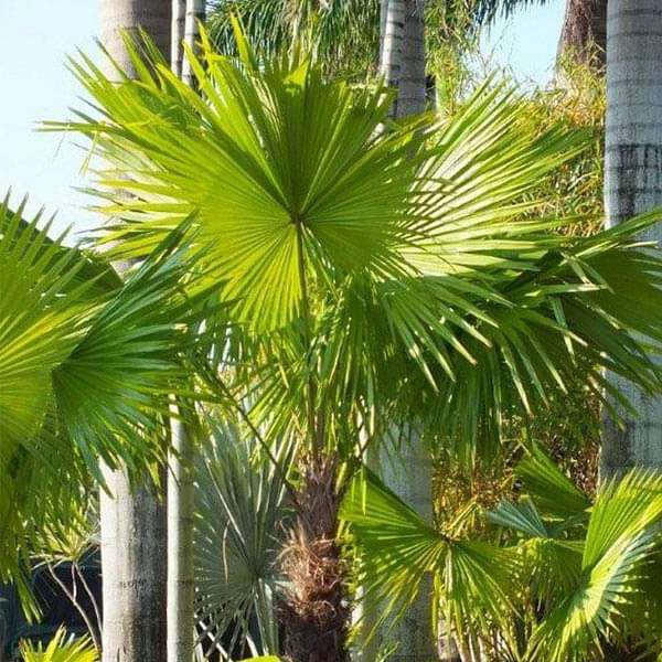 Himalayan Palm Tree