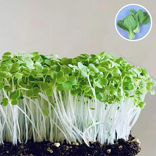 Buy Pak Choy Green - Microgreen Seeds online from Nurserylive at lowest ...