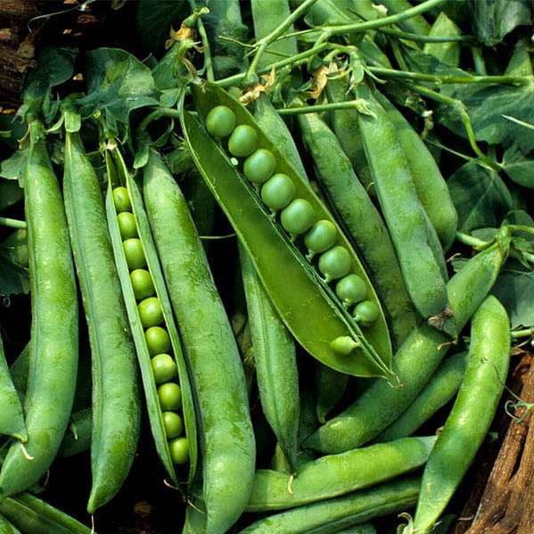 Buy Indian Vegetable Seeds online from Nurserylive at lowest price.