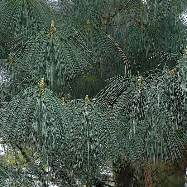 Buy Pinus Excelsa, Blue Pine - 0.5 kg Seeds online from Nurserylive at ...
