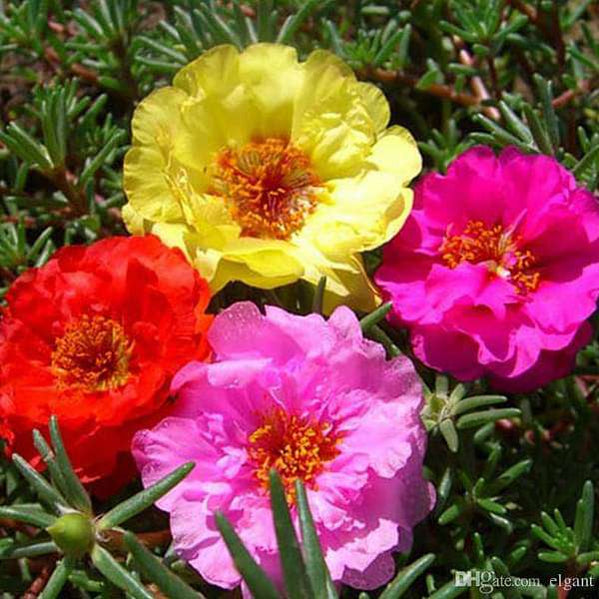 Buy Flower Seeds online from Nurserylive at lowest price.