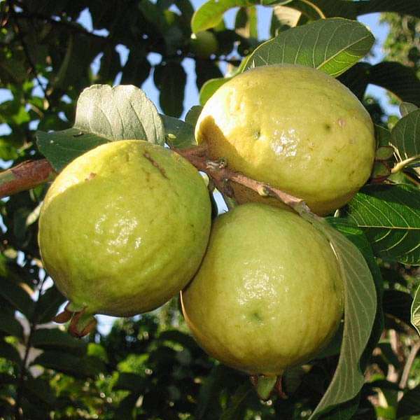 Buy Psidium Guajava, Guava - 0.5 kg Seeds online from Nurserylive at ...