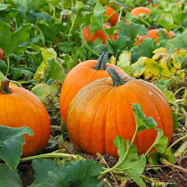 Buy Pumpkin F1 Hybrid 406 - Vegetable Seeds online from Nurserylive at ...