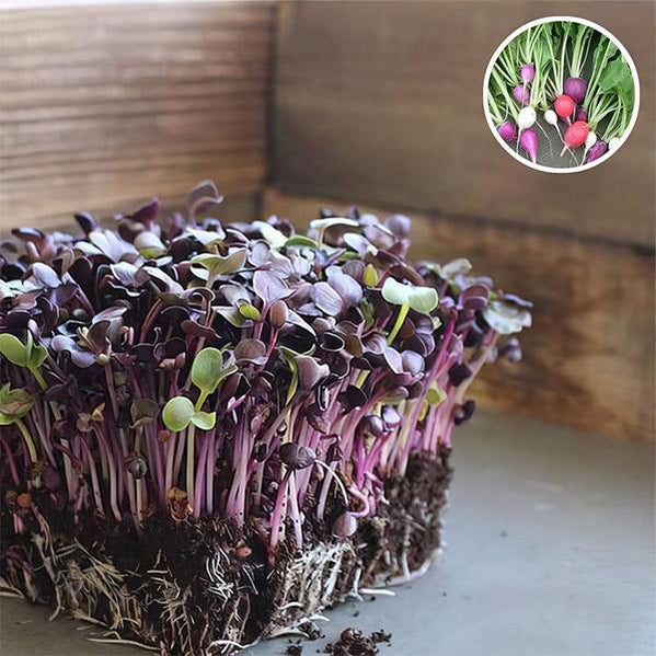Buy Microgreen Seeds online from Nurserylive at lowest price.
