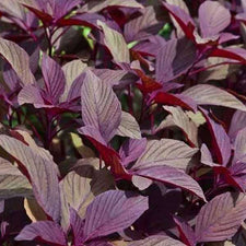 Buy Red Amaranth, Red Cholai - Vegetable Seeds online from Nurserylive ...