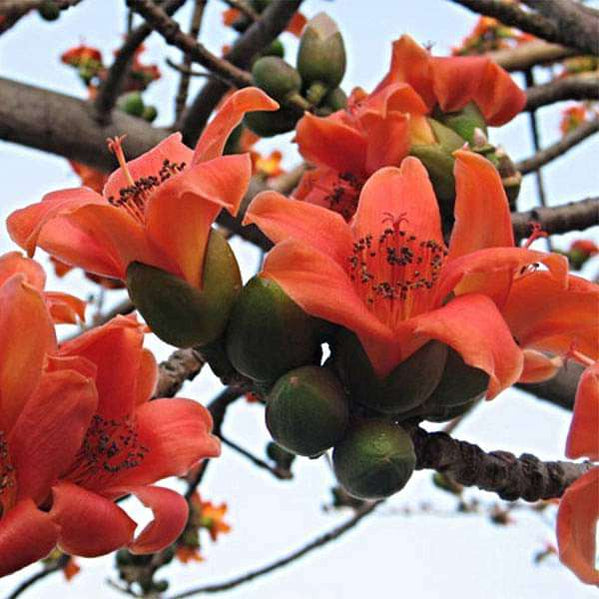 Buy Flowering Tree and Shrub Seeds online from Nurserylive at lowest price.