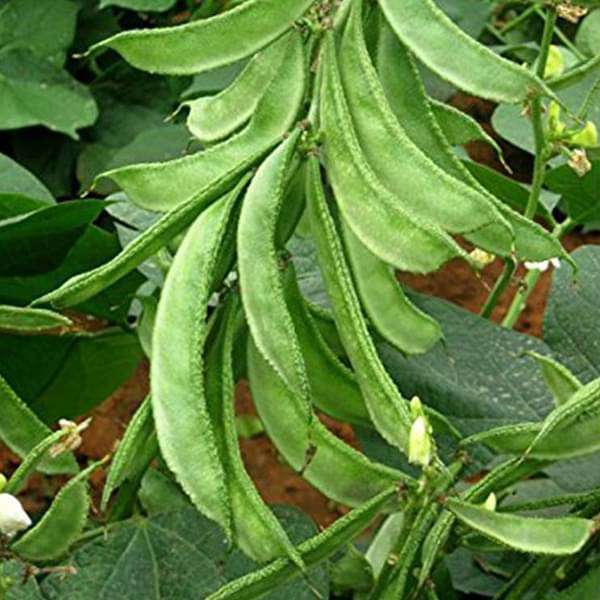 Buy Sem Phali, Lima Beans - Desi Vegetable Seeds online from ...