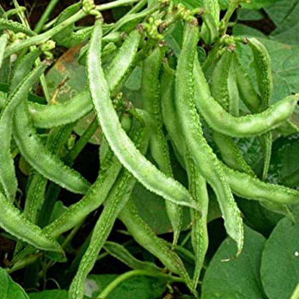 Buy Sem Phali, Lima Beans - Vegetable Seeds online from Nurserylive at ...