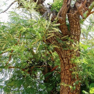 Buy Senegalia Catechu, Khair - 0.5 kg Seeds online from Nurserylive at ...