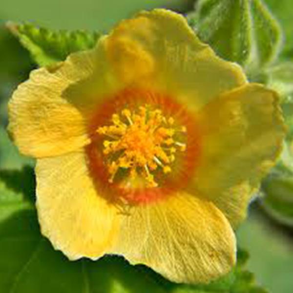 Buy Sida Cordifolia - 0.5 kg Seeds online from Nurserylive at lowest price.