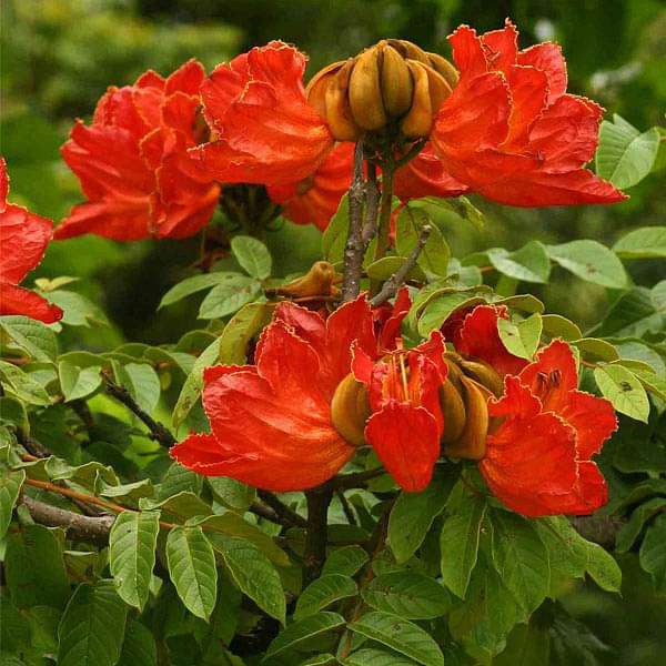 Buy Spathodea Campanulata, African Tuliptree - 0.5 kg Seeds online from ...