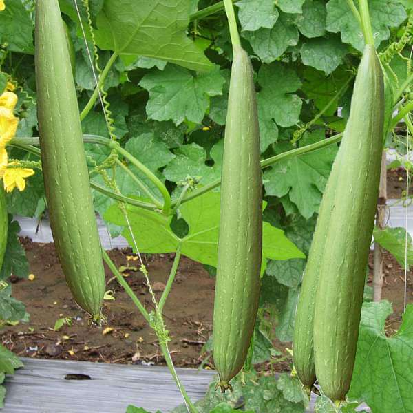 Buy Sponge Gourd Jaipur Long - Desi Vegetable Seeds online from ...
