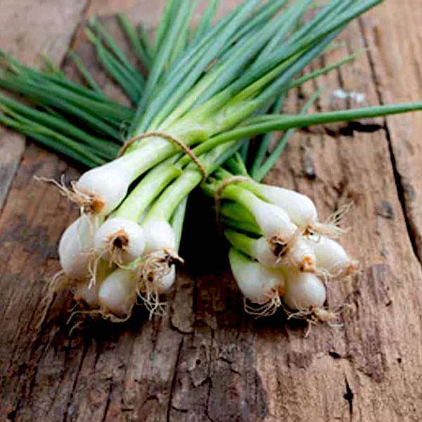 Buy Spring Cut Bunching Onion - Vegetable Seeds online from Nurserylive ...