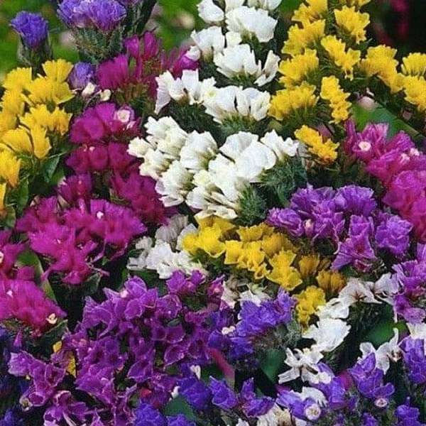 Buy Statice Pacific Mixed Color - Flower Seeds online from Nurserylive ...