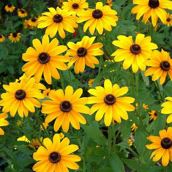Buy Flower Seeds online from Nurserylive at lowest price.