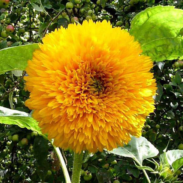 Buy Seeds online from Nurserylive at lowest price.
