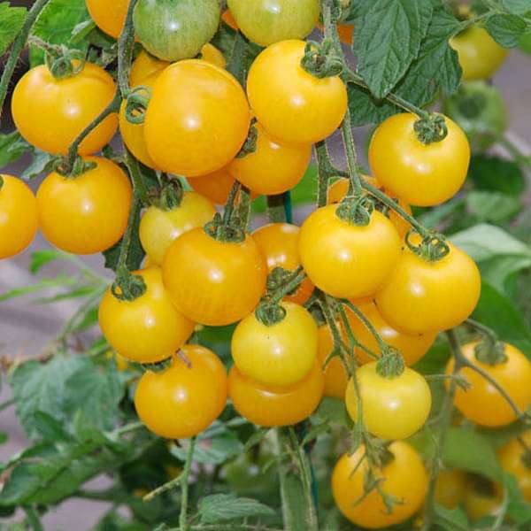 Buy Tomato Golden Currant - Vegetable Seeds online from Nurserylive at ...