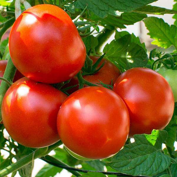 Buy Tomato Seeds online from Nurserylive at lowest price.