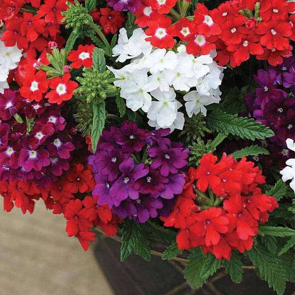 Buy Fragrant Flower Seeds online from Nurserylive at lowest price.