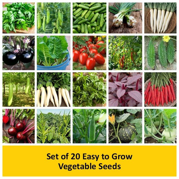 Buy Seeds online from Nurserylive at lowest price.