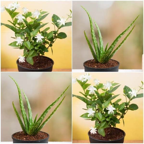 Buy plants online in Indore — Nurserylive