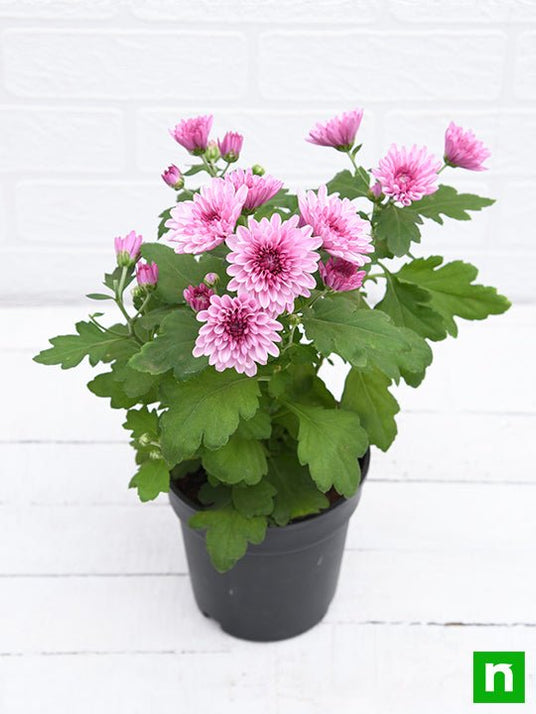 Buy Shevanti, Chrysanthemum (Wine Color) - Plant online from ...