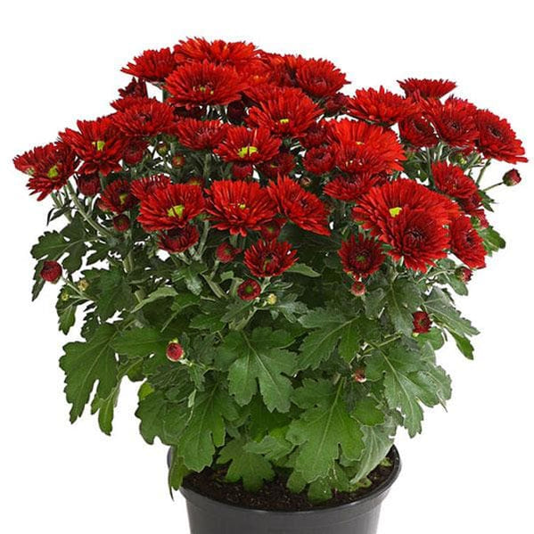 Buy Chrysanthemum Plants online from Nurserylive at lowest price.