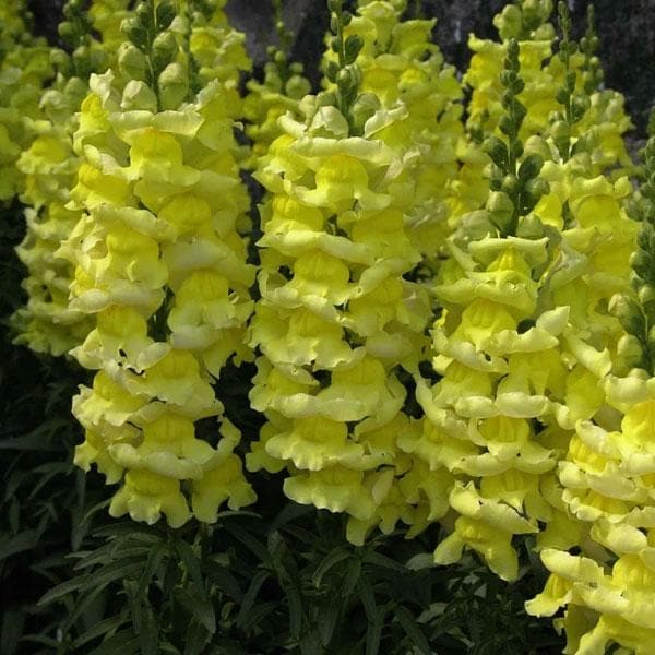Buy Antirrhinum, Snapdragon (Yellow) - Plant online from Nurserylive at ...