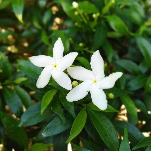 Buy Srilankan Tagar (White) - Plant online from Nurserylive at lowest ...