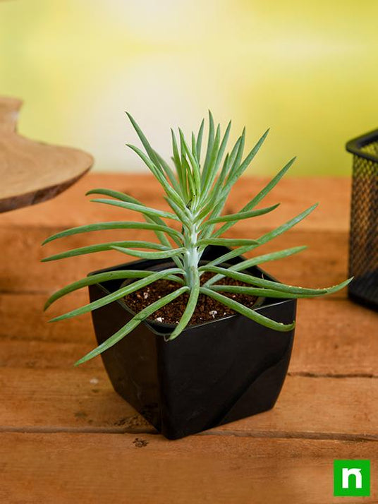 Buy Succulent Bush Senecio, Senecio barbertonicus - Succulent Plant ...