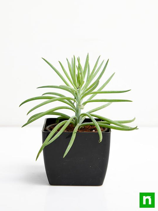 Buy Succulent Bush Senecio, Senecio barbertonicus - Succulent Plant ...