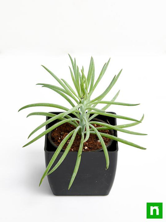 Buy Succulent Bush Senecio, Senecio barbertonicus - Succulent Plant ...