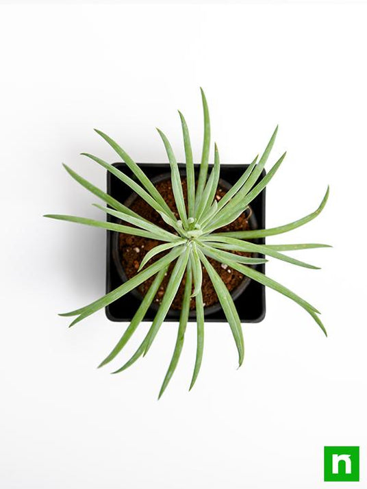 Buy Succulent Bush Senecio, Senecio barbertonicus - Succulent Plant ...