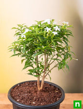 Buy Tagar Mini - Plant online from Nurserylive at lowest price.