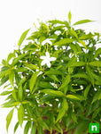 Buy Tagar Mini - Plant online from Nurserylive at lowest price.