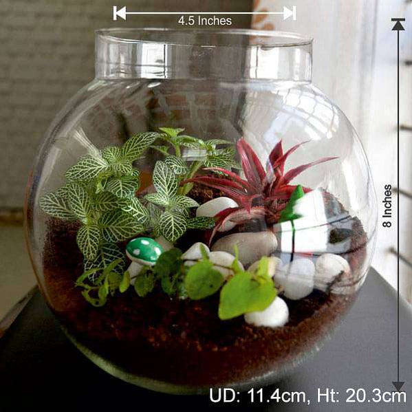 Buy Terrariums online from Nurserylive at lowest price.