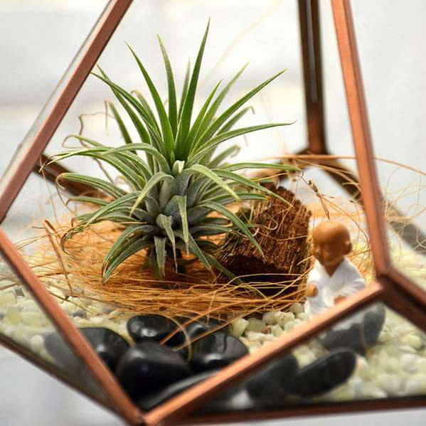 Buy Terrariums online from Nurserylive at lowest price.