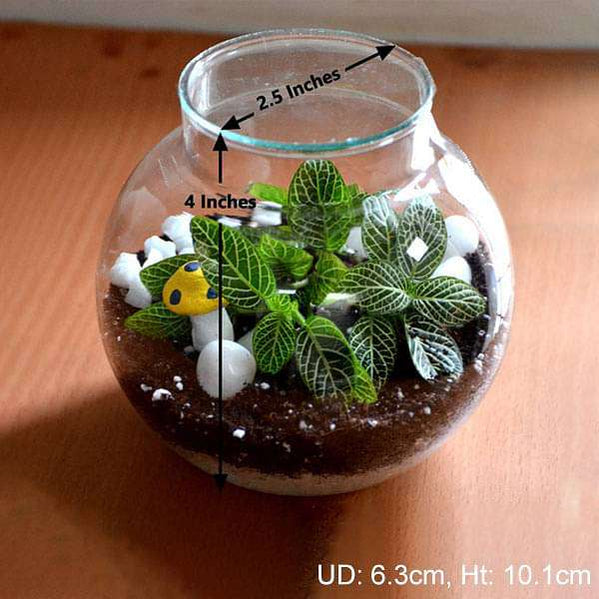 Buy Terrariums online from Nurserylive at lowest price.