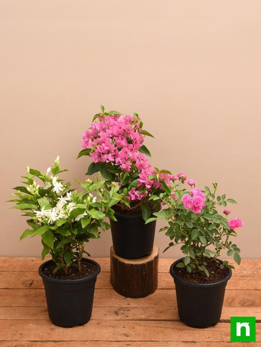 Buy Rose Plants online from Nurserylive at lowest price.