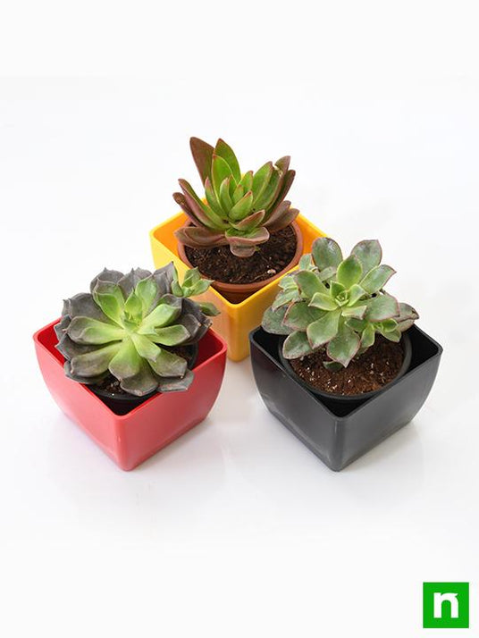 Buy Top 3 succulent plants Pack online from Nurserylive at lowest price.