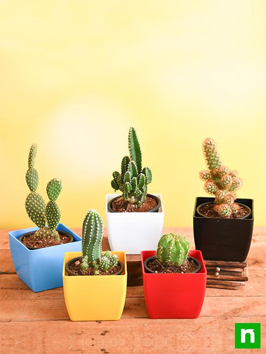 Buy Cactus and Succulents Packs online from Nurserylive at lowest price.
