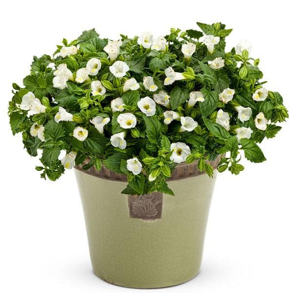 Buy Torenia Plants online from Nurserylive at lowest price.