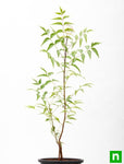 Buy Tree of Andhra Pradesh, Neem - Plant online from Nurserylive at ...
