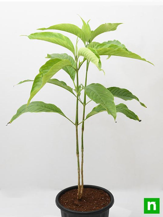 Buy Vasaka, Adusa, Justicia Adhatoda - Plant online from Nurserylive at ...