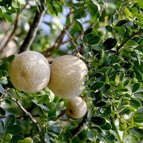 Buy Wood Apple, Tree of Vishakha Nakshatra, Libra or Tula Rashi - Plant ...