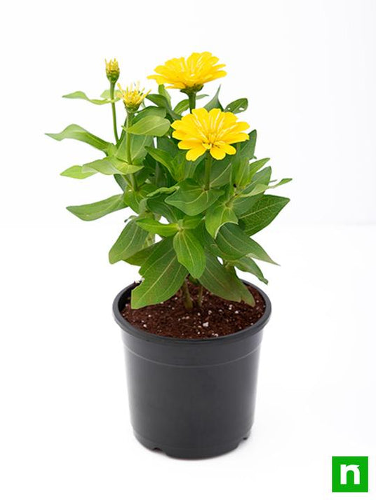 Buy Zinnia (Yellow) - Plant online from Nurserylive at lowest price.