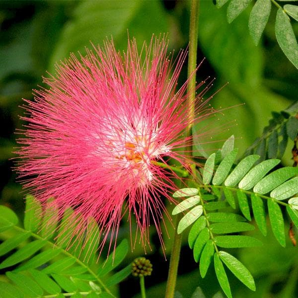 Buy Albizia saman, Rain Tree, Gulabi Siris - Plant online from ...